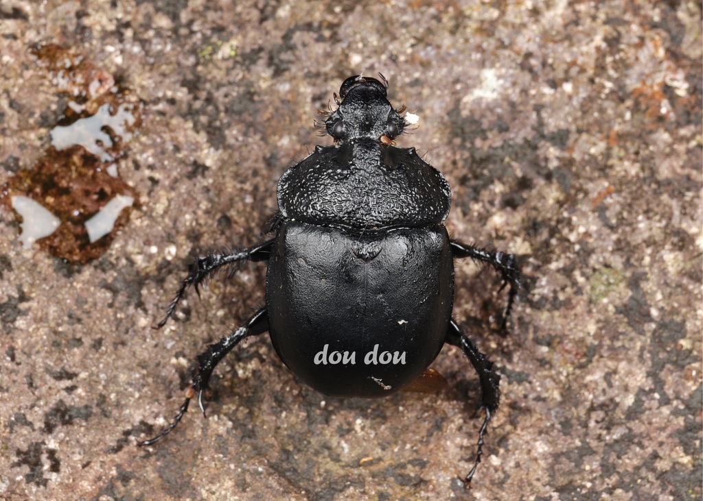 Enoplotrupes sinensis from 中国福建省南平市武夷山 on July 19, 2020 at 07:49 PM by ...