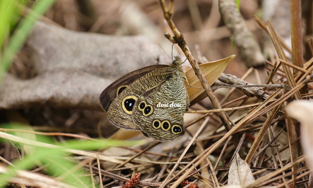 Ypthima conjuncta from 中国福建省南平市武夷山 on July 19, 2020 at 08:31 PM by 豆豆 ...