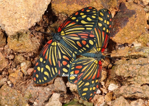 Fiery Campylotes (Campylotes desgodinsi) · iNaturalist