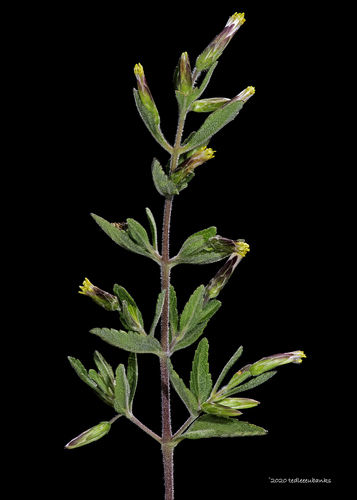 Para Que Sirve La Prodigiosa Planta The Cure | Cocunat