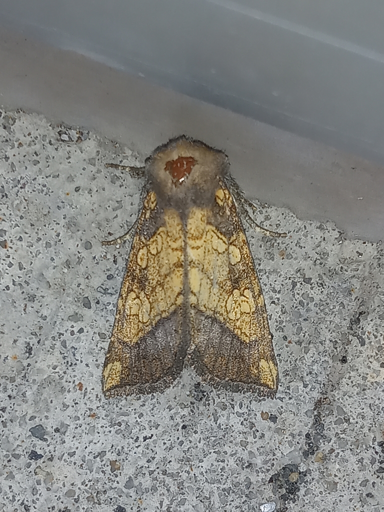 Burdock Borer Moth from 7, East Oakland, MD 21550, USA on October 15 ...