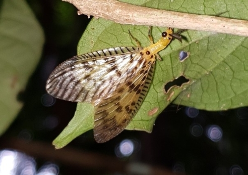 Neochauliodes sundaicus · iNaturalist