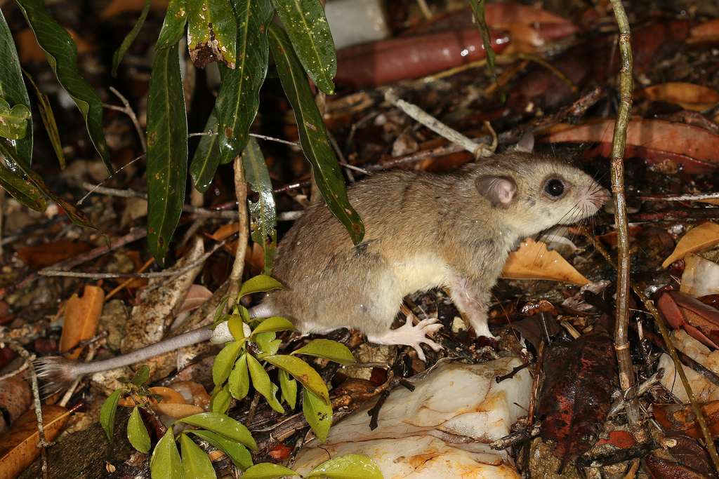 Ankarana Tufted-tailed Rat from Loky-Manambato Protected Area on ...