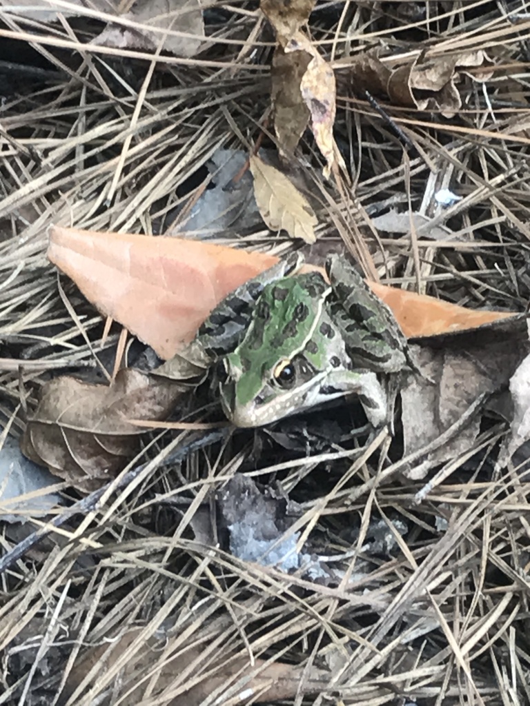 Southern Leopard Frog from The Woods Rd, Kitty Hawk, NC, US on October ...