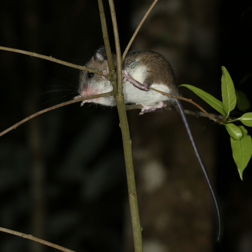lesser tufted-tailed rat from Ambohitantely SR on December 16, 2014 by ...