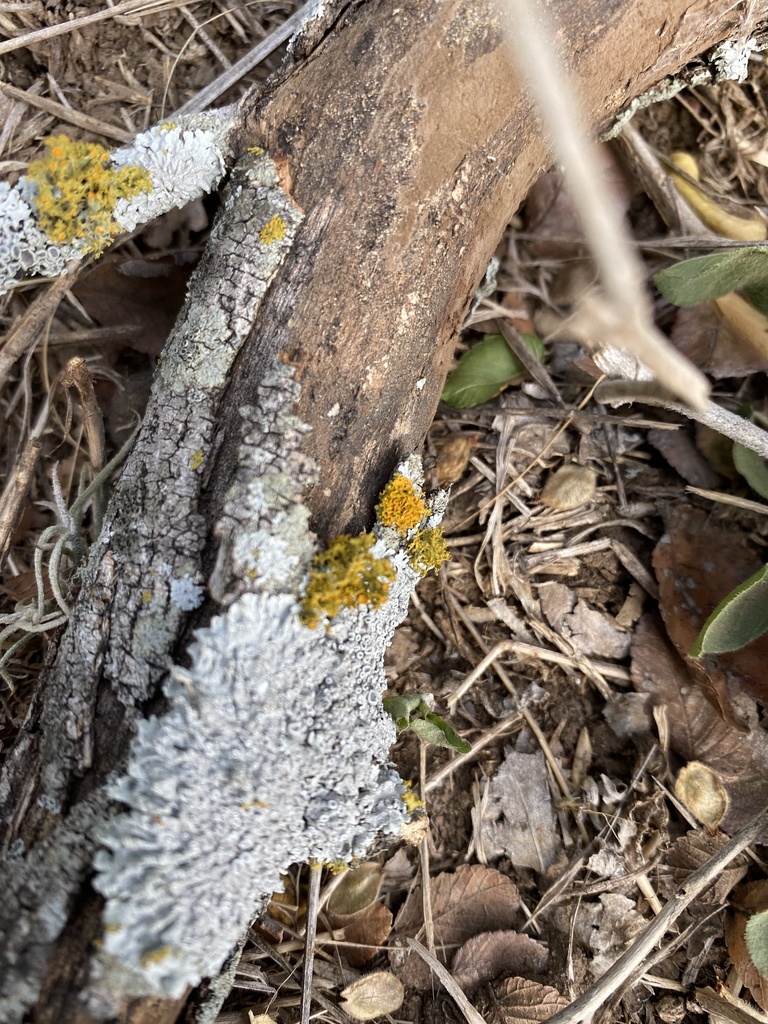 Golden-eye Lichen from McAllister Park, San Antonio, TX, US on October ...
