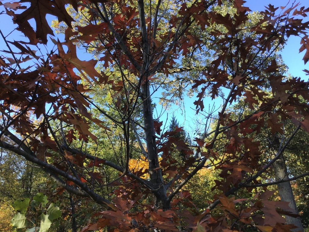 scarlet oak from Crow Island Woods, Winnetka, IL, US on October 16 ...