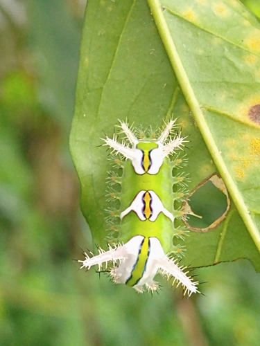 Talima straminea · iNaturalist