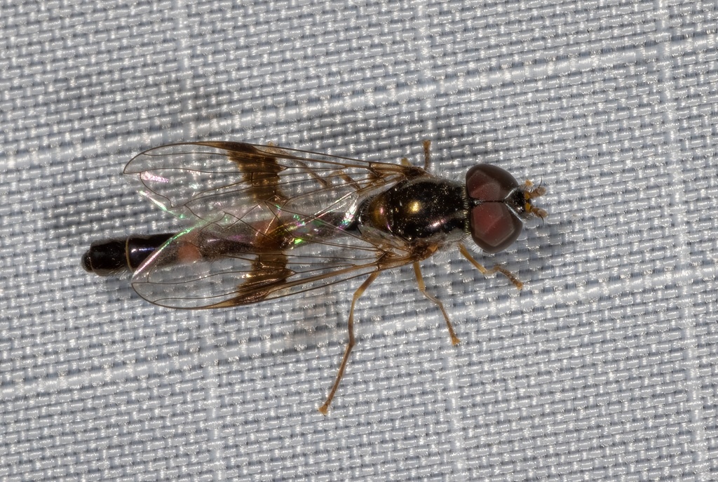 Western Band-winged Hover Fly from Yolo County, CA, USA on October 15 ...