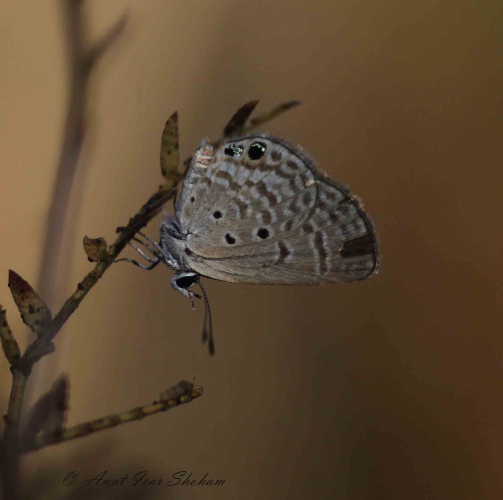 Small Desert Blue from בית חשמונאי, ישראל on October 16, 2020 at 10:06 ...