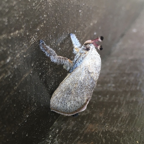 Scopelodes aurogrisea · iNaturalist