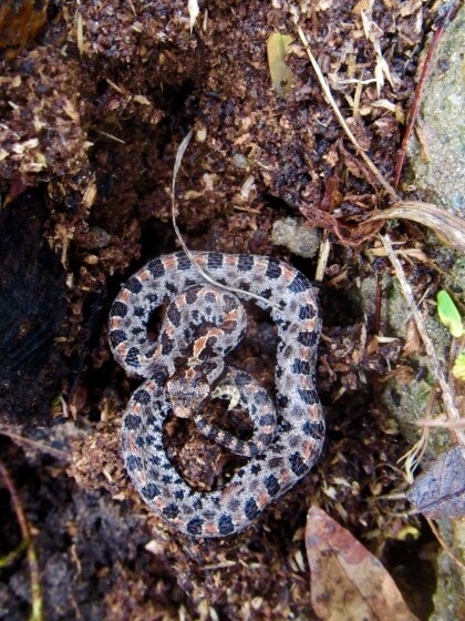 Dusky Pygmy Rattlesnake from 16205–16843 State Road 20 W, Blountstown ...