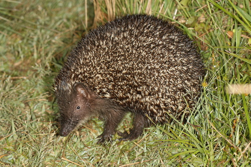 Setifer setosus · iNaturalist Guatemala