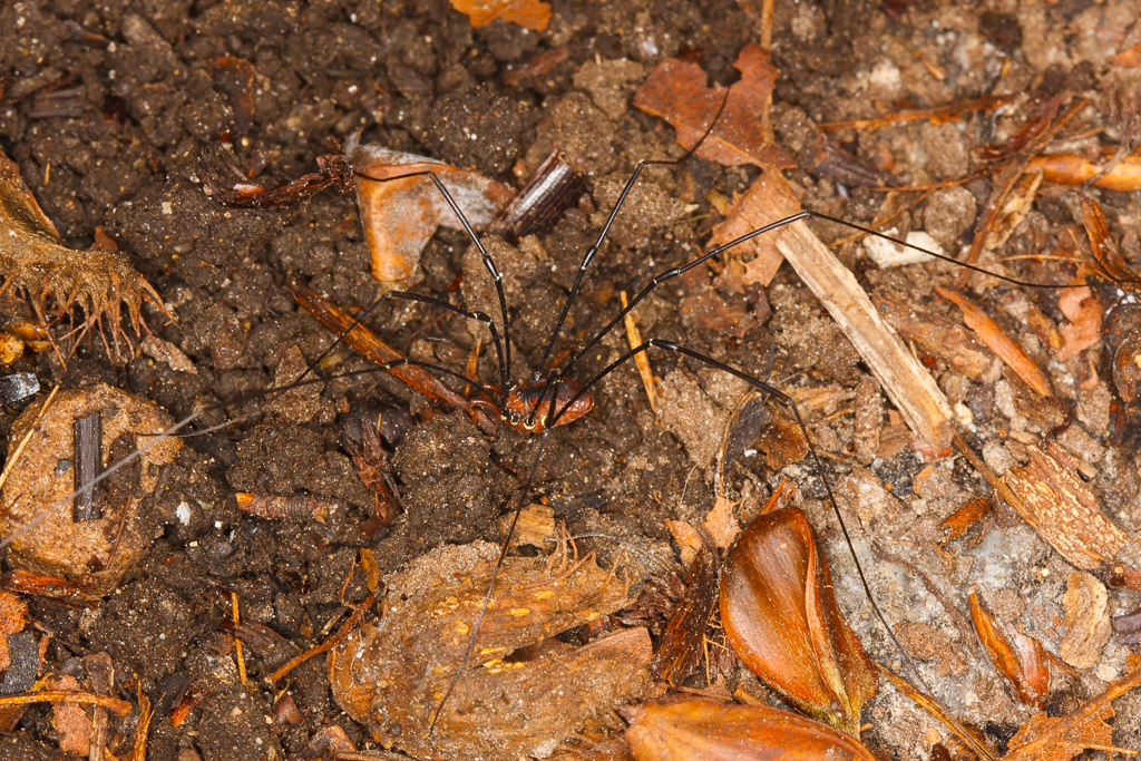 Eastern Harvestman from Prospect Park on September 20, 2009 at 07:22 AM by Elliotte Rusty Harold ...