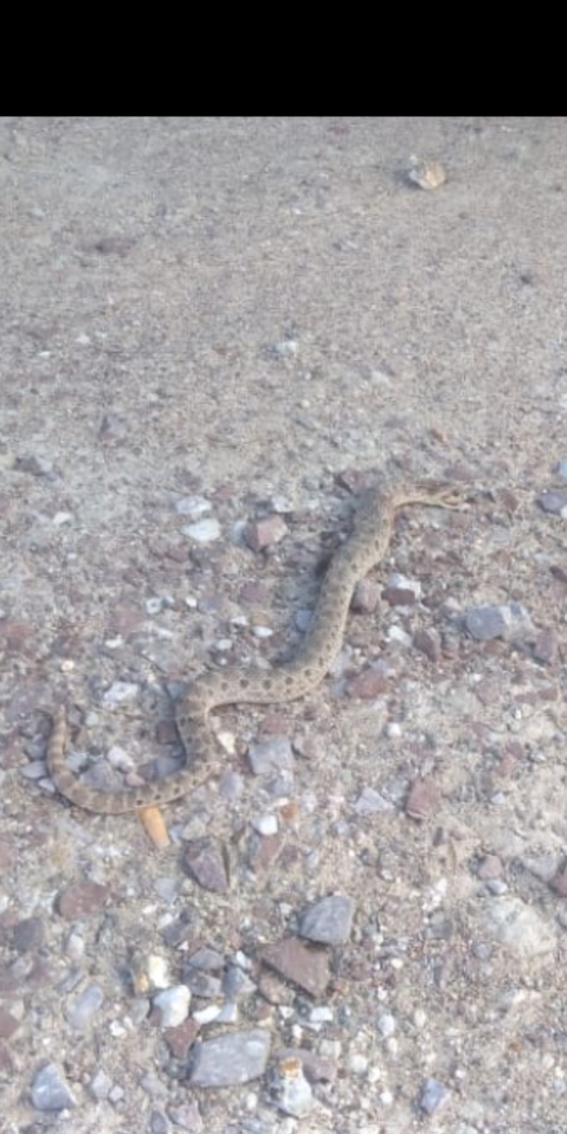 Mexican Hognose Snake from Cotorina, Ags., México on October 17, 2020 ...