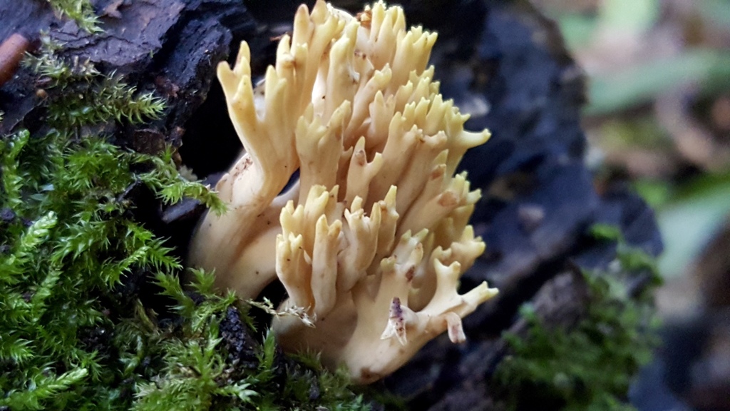Coral Fungi from Dog Town on October 17, 2020 at 10:17 AM by Besnik ...