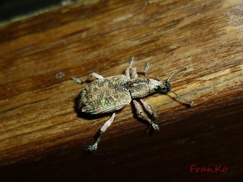 Claeoteges granulosa · iNaturalist