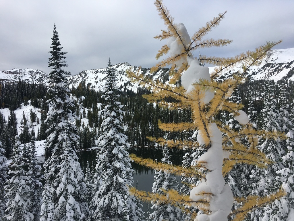 subalpine larch from Okanogan-Wenatchee National Forest, Leavenworth ...