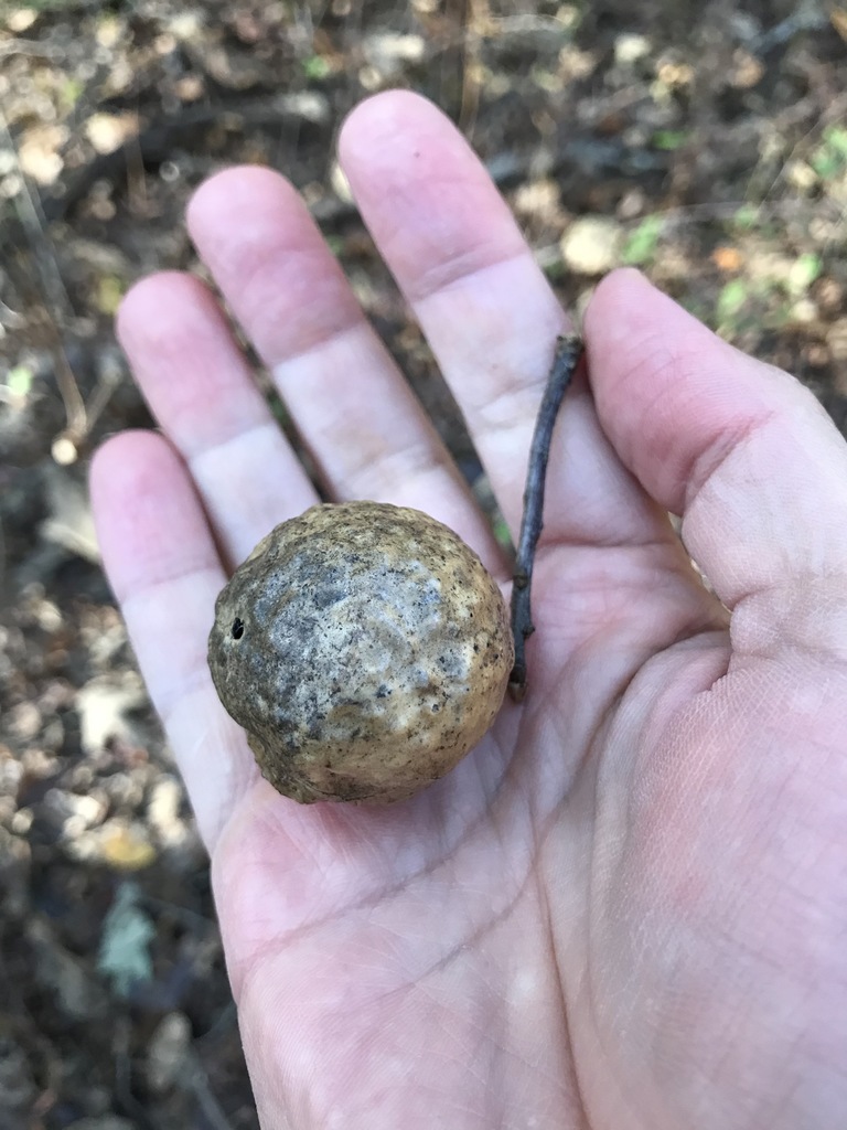 Spongy Oak Apple Gall Wasp from Prince George's, Maryland, United ...