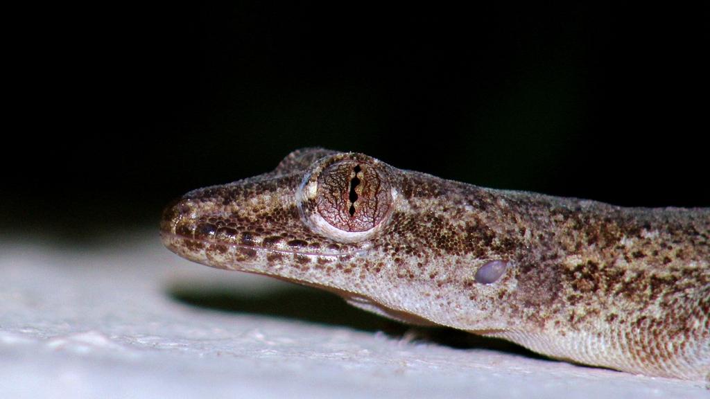 Northern Turniptail Gecko from Dookhan Drive Aranguez, San Juan ...