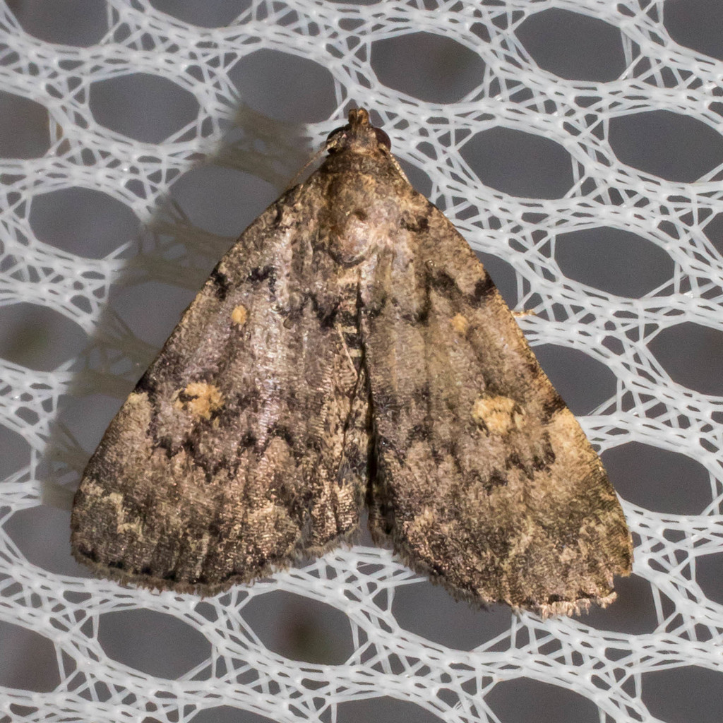 Common Idia Moth from Howard, Maryland, United States on August 12 ...