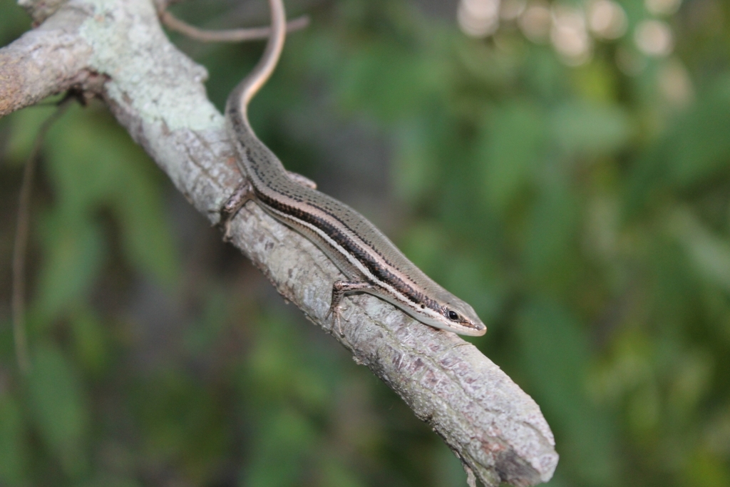 Mayan Skink from Tuxpan on July 30, 2013 at 07:52 PM by Julio C ...