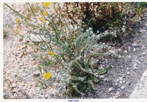 Subspecies Teucrium capitatum gracillimum · iNaturalist