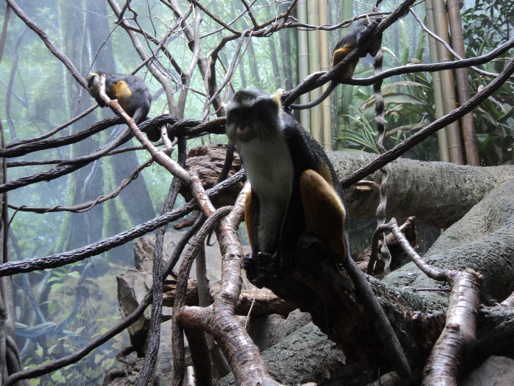 Wolf's Monkey (Congo Gorilla Forest (session 2)) · iNaturalist Mexico