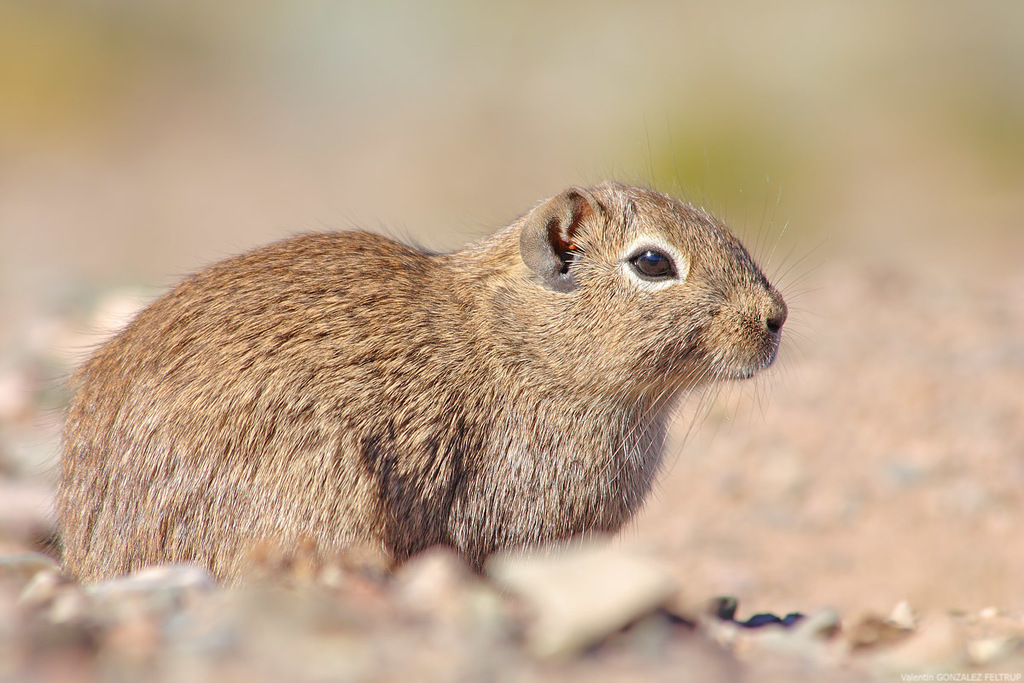 Mountain Cavies in April 2014 by Valentín Gonzalez Feltrup · iNaturalist
