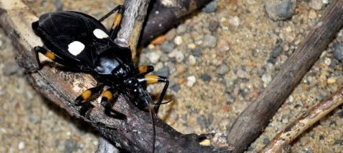 White Spot Assassin Bugs (Congo Gorilla Forest (session 2)) · iNaturalist