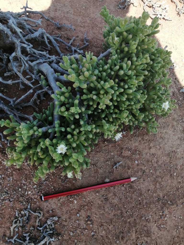 Mesembryanthemum quartziticola from Nama Khoi Local Municipality, South ...