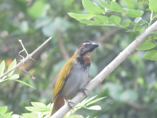 Subspecies Saltator atriceps suffuscus · iNaturalist