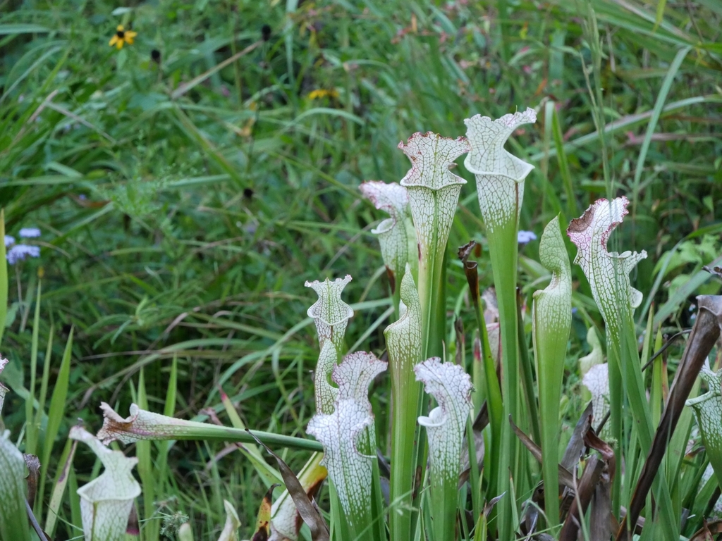white pitcher plant in September 2020 by Militca Denee · iNaturalist