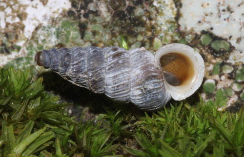 Cochlostoma crosseanum · iNaturalist United Kingdom
