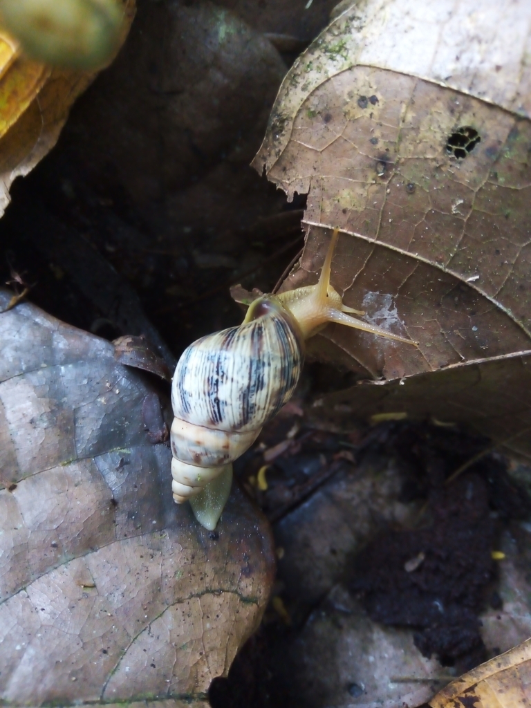 Drymaeus expansus from Landázuri, CO-ST, CO on October 18, 2020 at 11: ...