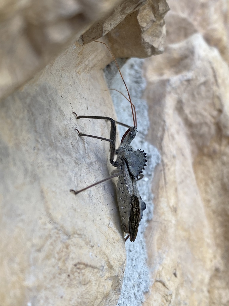 North American Wheel Bug in October 2020 by Chris Dulsky · iNaturalist