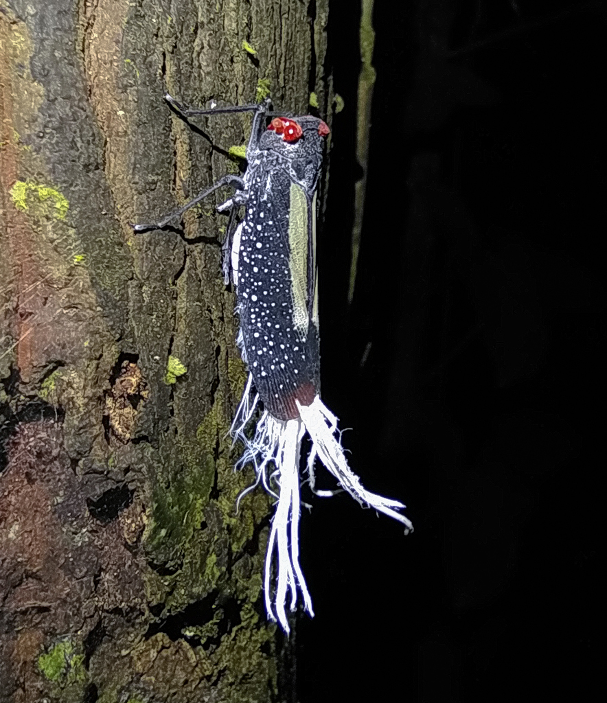 Red-dotted Planthopper from Cruzeiro do Sul - AC, Brasil on October 13 ...