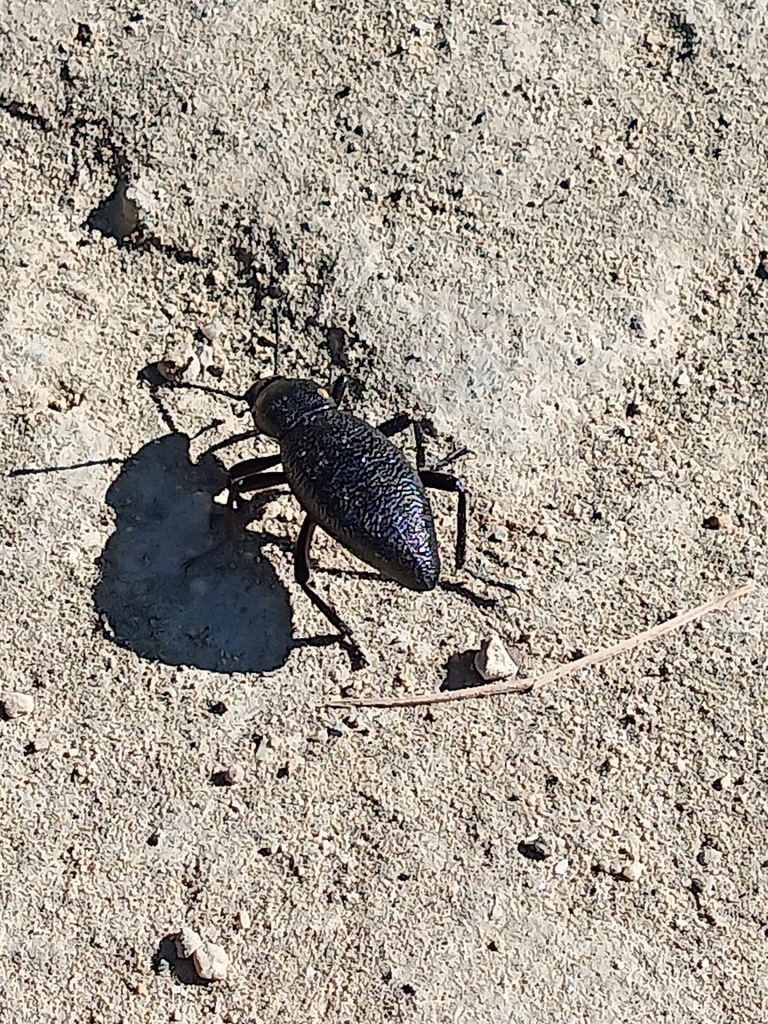 Desert Stink Beetles from Chiautempan, Tlax., México on October 18 ...