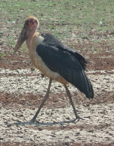 Marabou Stork (African Plains (Session 2)) · iNaturalist