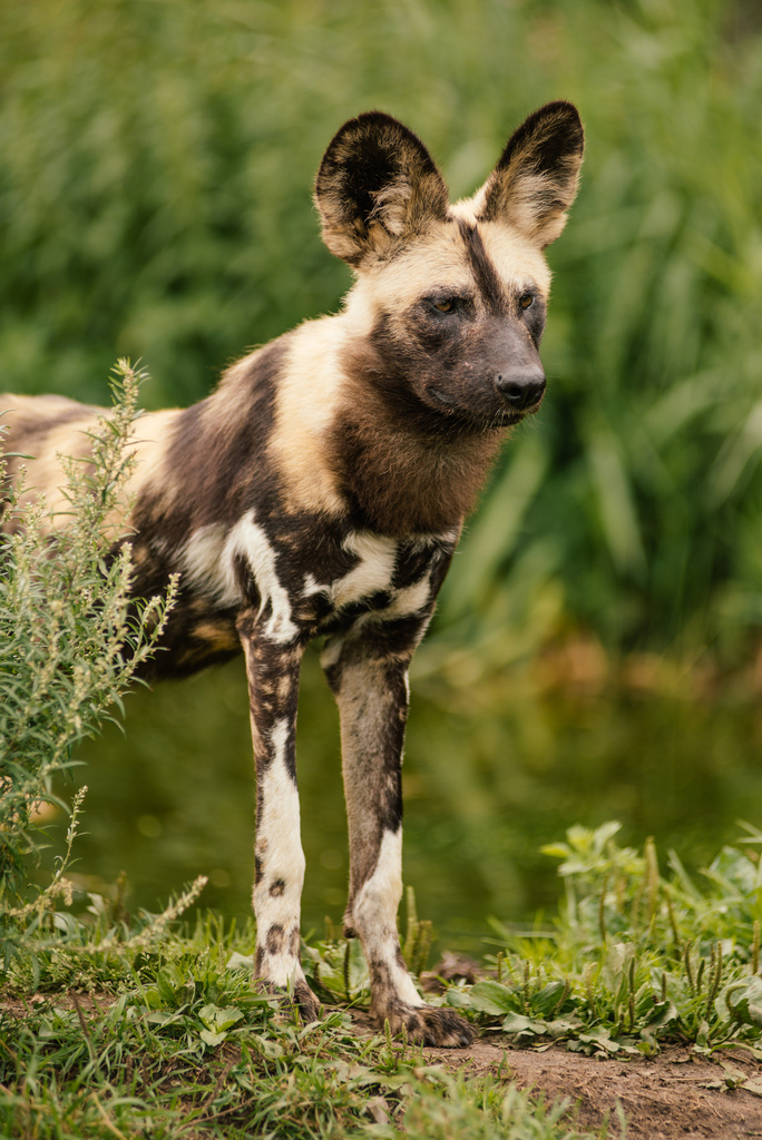 Painted Hunting Dog (African Plains (Session 2)) · iNaturalist Mexico