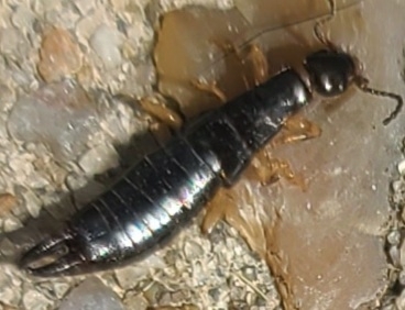 Earwigs from Parkwood, Pasadena, TX 77503, USA on September 27, 2020 at ...