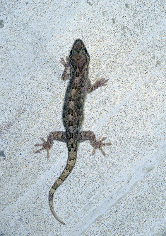 Guishan Island Gecko from Guishan Isle, Toucheng Township, Yilan County ...
