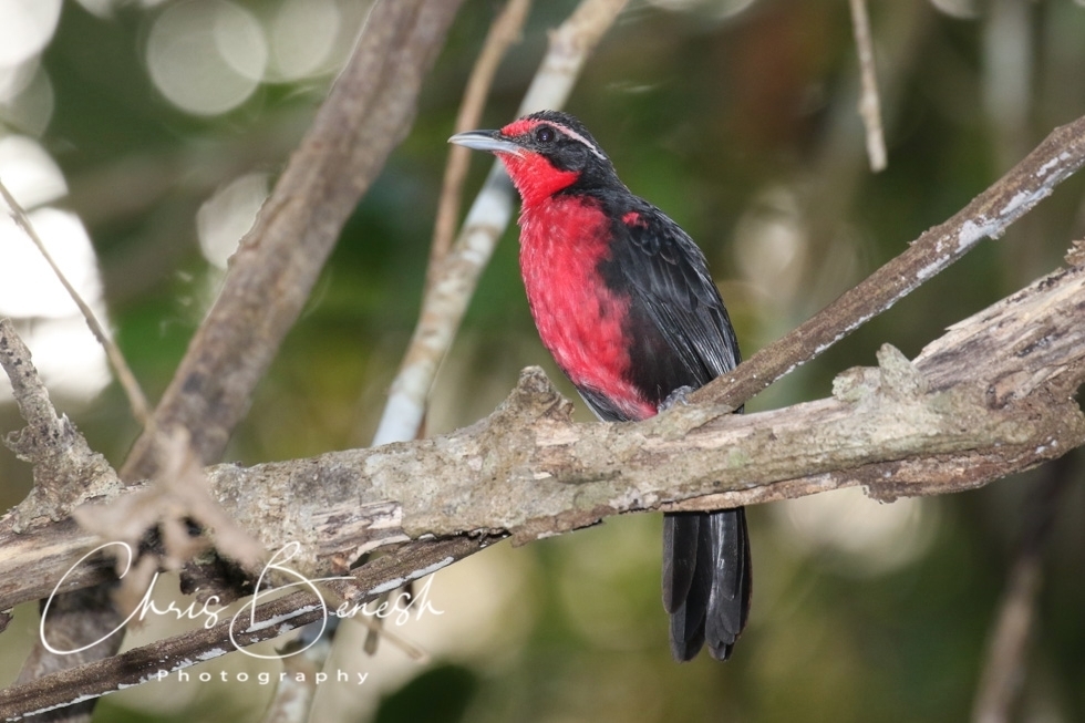 Thrush-Tanagers (Rhodinocichlidae) - Avian Discovery