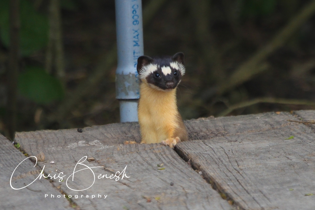 Long-tailed Weasel from Cameron County, TX, USA on January 31, 2015 by ...