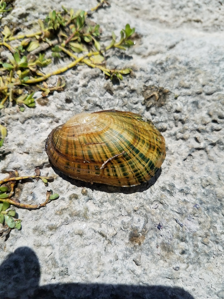 Texas Fatmucket in August 2017 by jeffrey jenkerson · iNaturalist