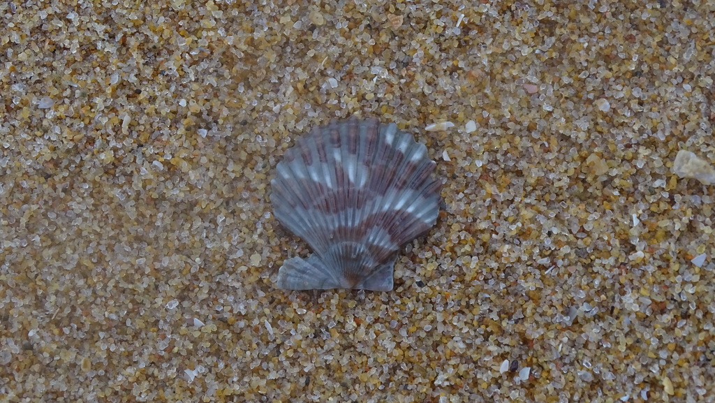 Pecten from Gunangkuppam, Pulicat on October 18, 2020 by Yuvan Aves ...