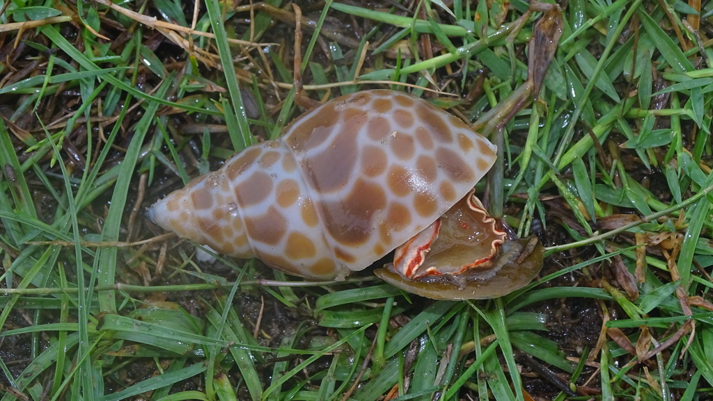 Indian Babylon Snail from Gunangkuppam, Pulicat on October 18, 2020 by ...