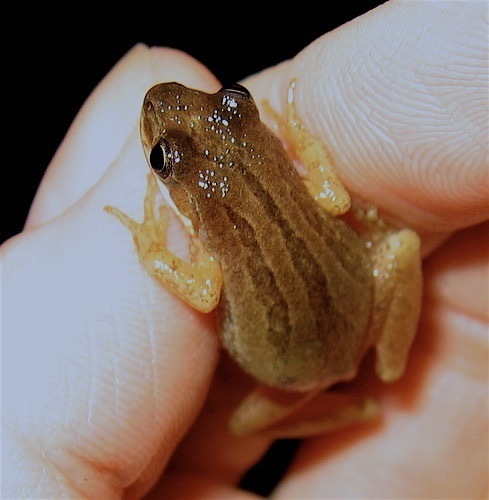 New Jersey Chorus Frog in April 2006 by Rich Wolfert. Observed during a ...