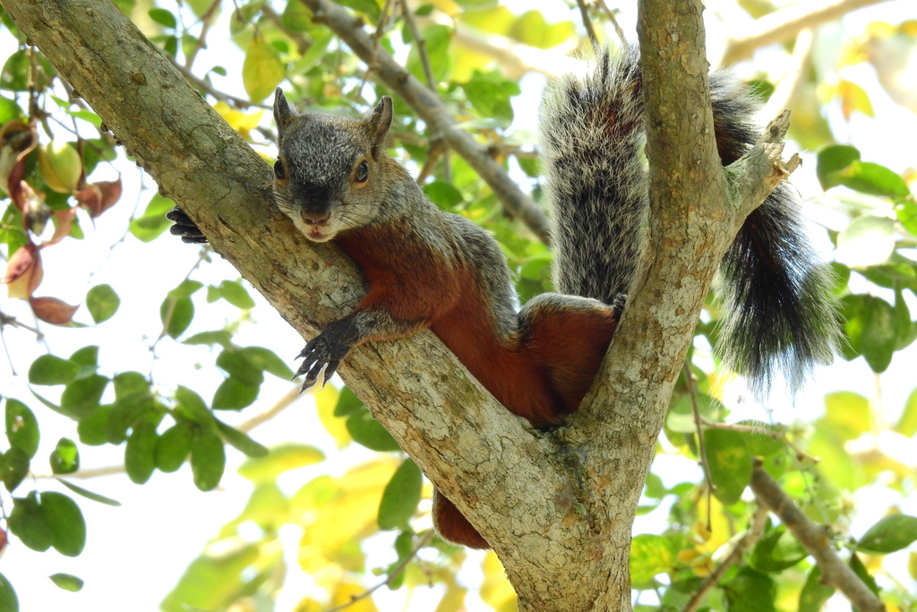 Red-bellied Squirrel from Tuxpan, Veracruz, Mexico on April 2, 2017 at ...