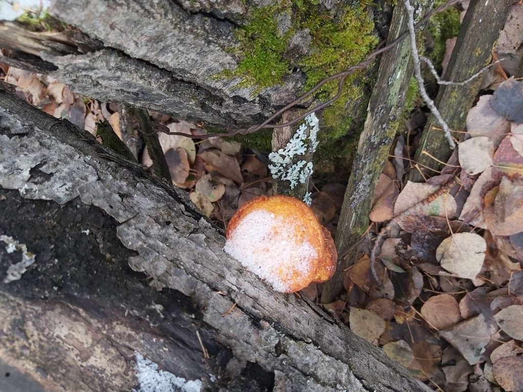 Veiled Polypore from Lakehead University, Thunder Bay, ON, CA on ...